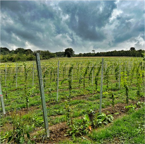 Domaine les IV seigneurs