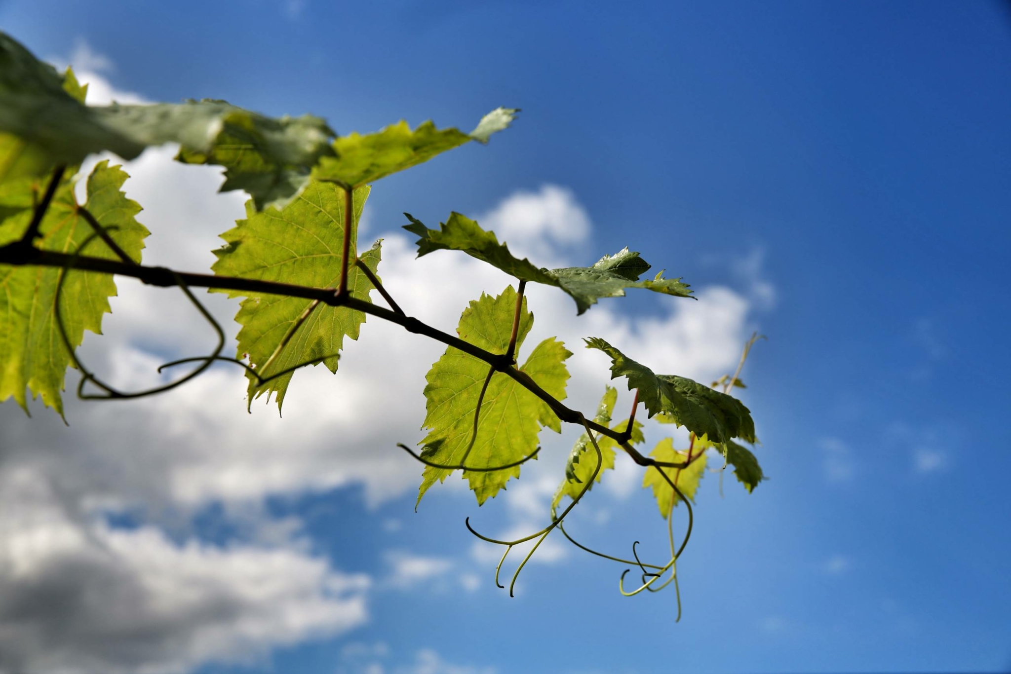 Domaine les IV seigneurs