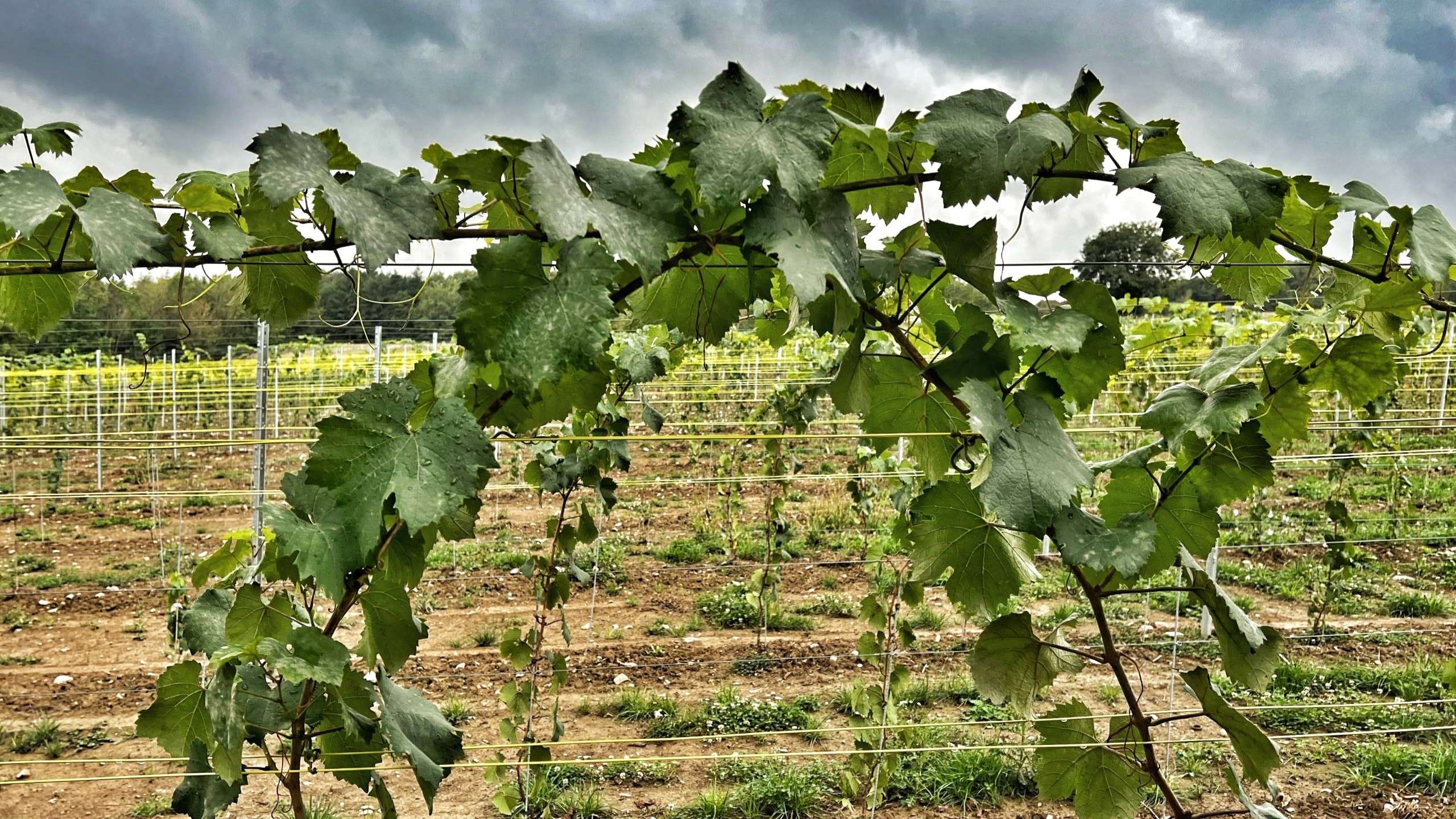 Les primeurs - Domaine les IV seigneurs